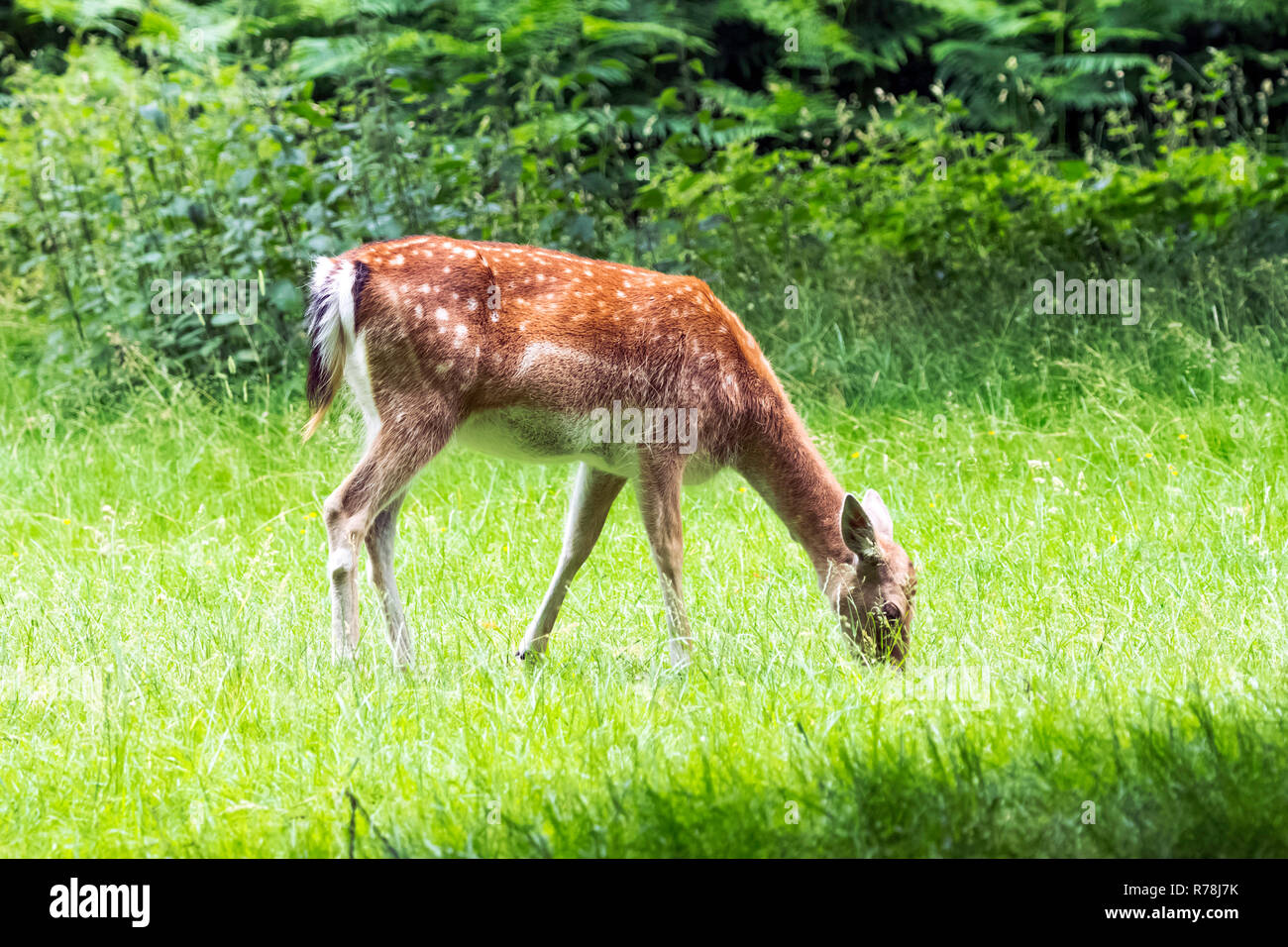 Wild young red deer Stock Photo - Alamy
