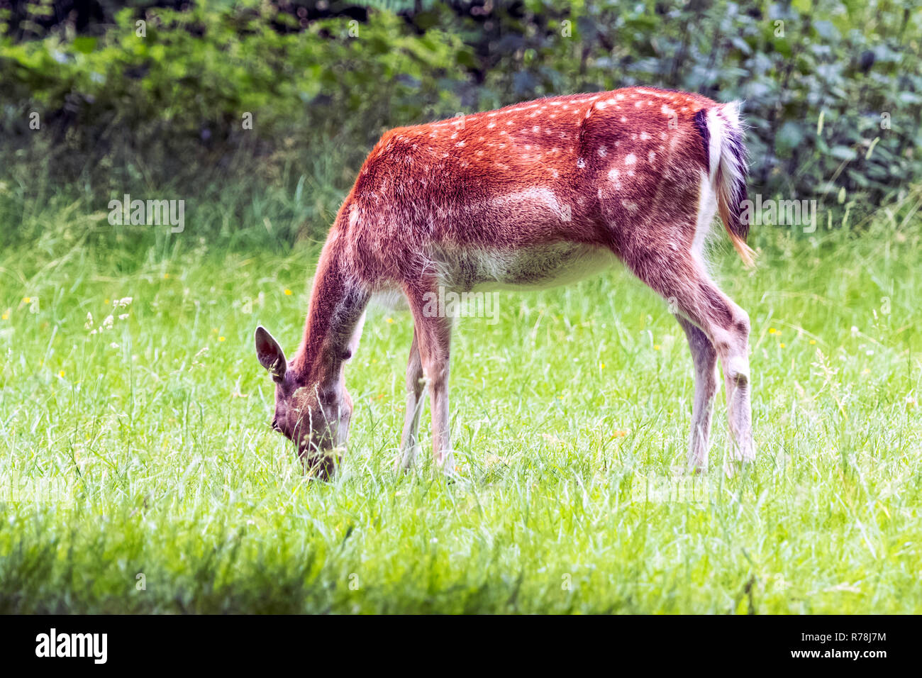 Roe herd deer britain hi-res stock photography and images - Alamy