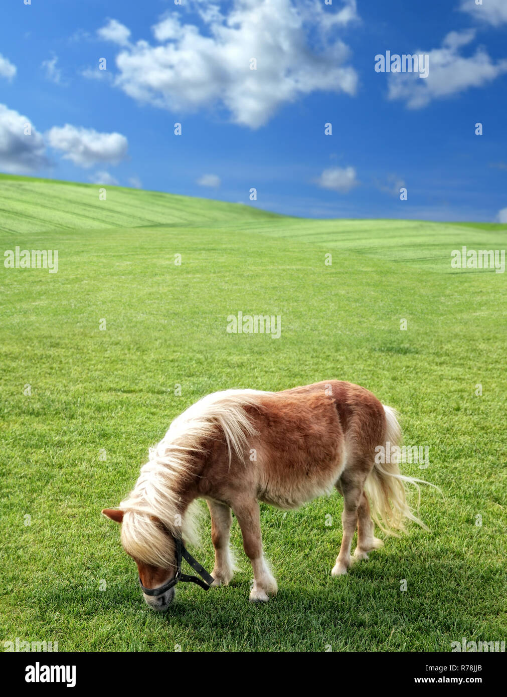 Strong breed of pony hi-res stock photography and images - Alamy
