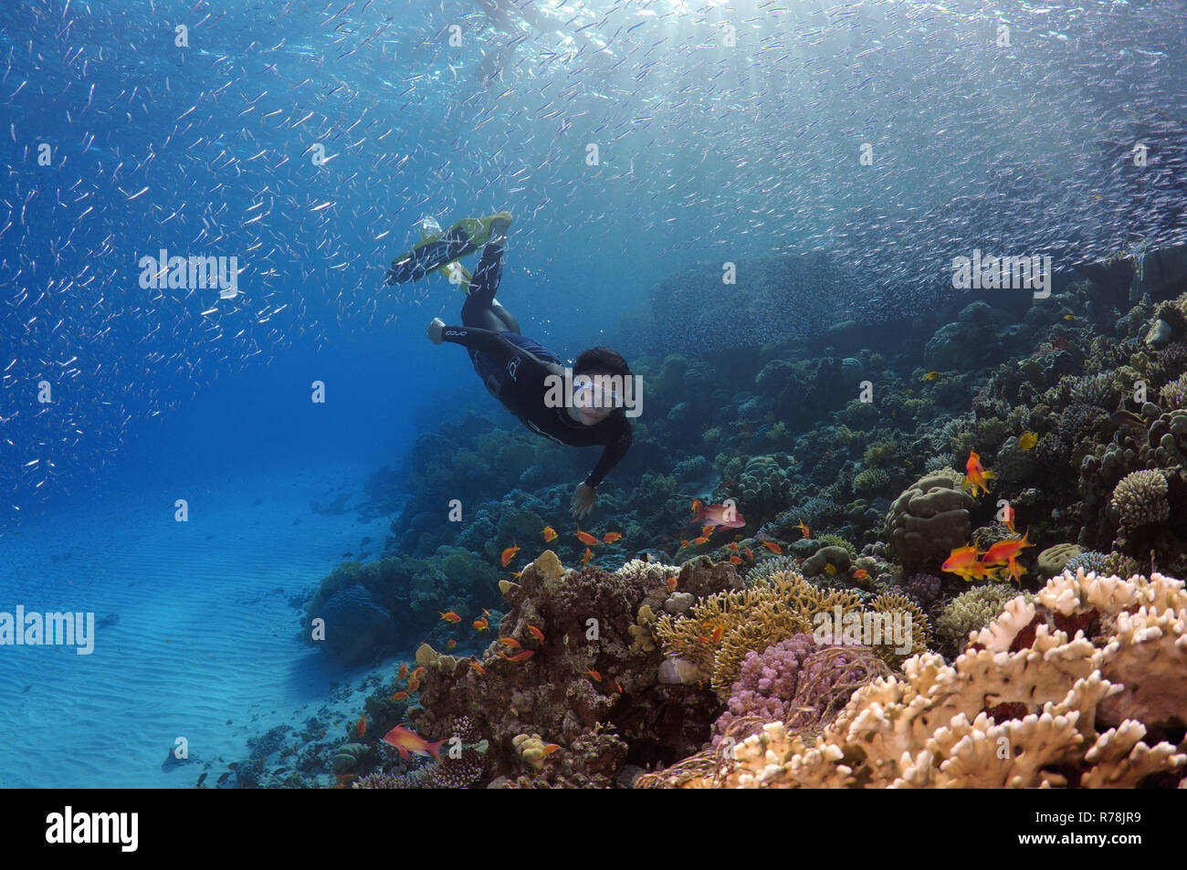Freediver reef hi-res stock photography and images - Alamy