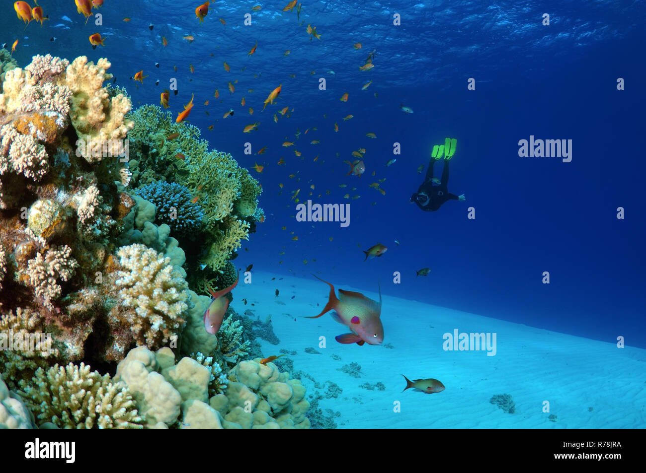Freediver diving at coral reef, Red Sea, Egypt Stock Photo - Alamy