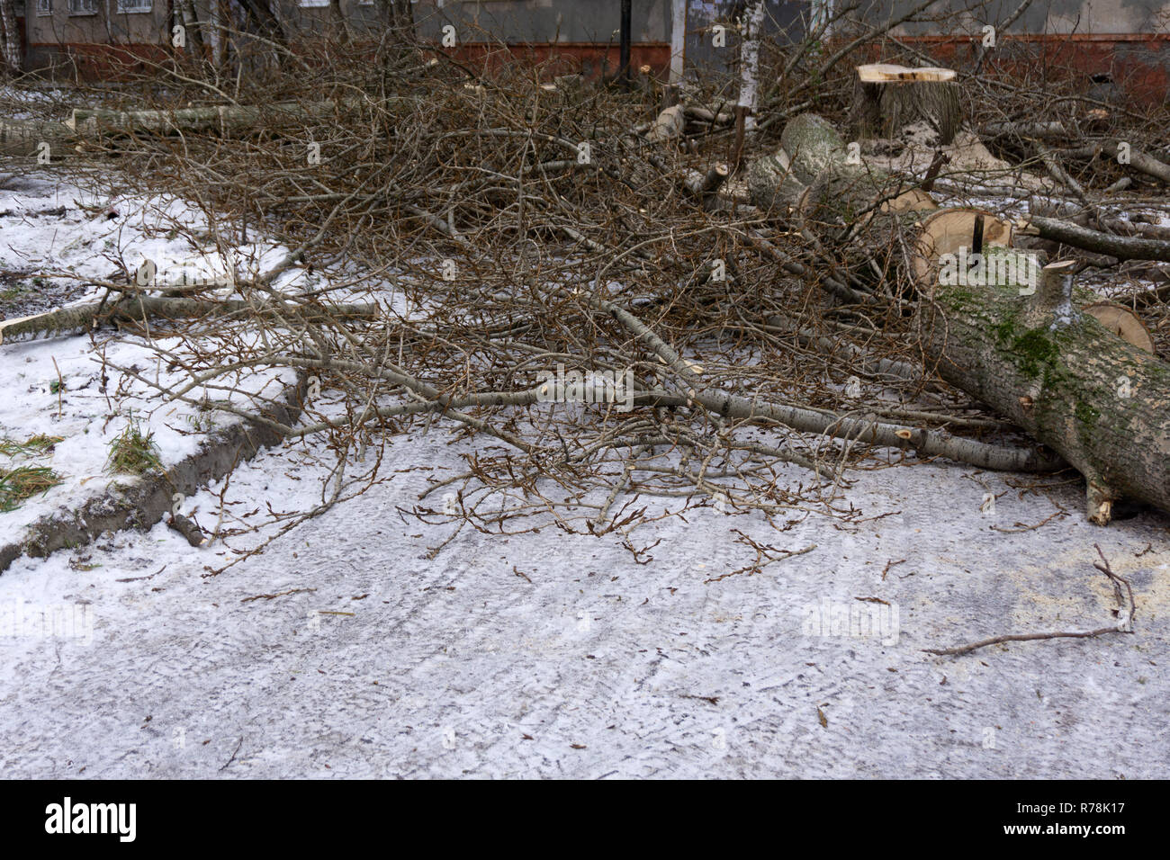 broken trees in front of the house sawn Stock Photo - Alamy