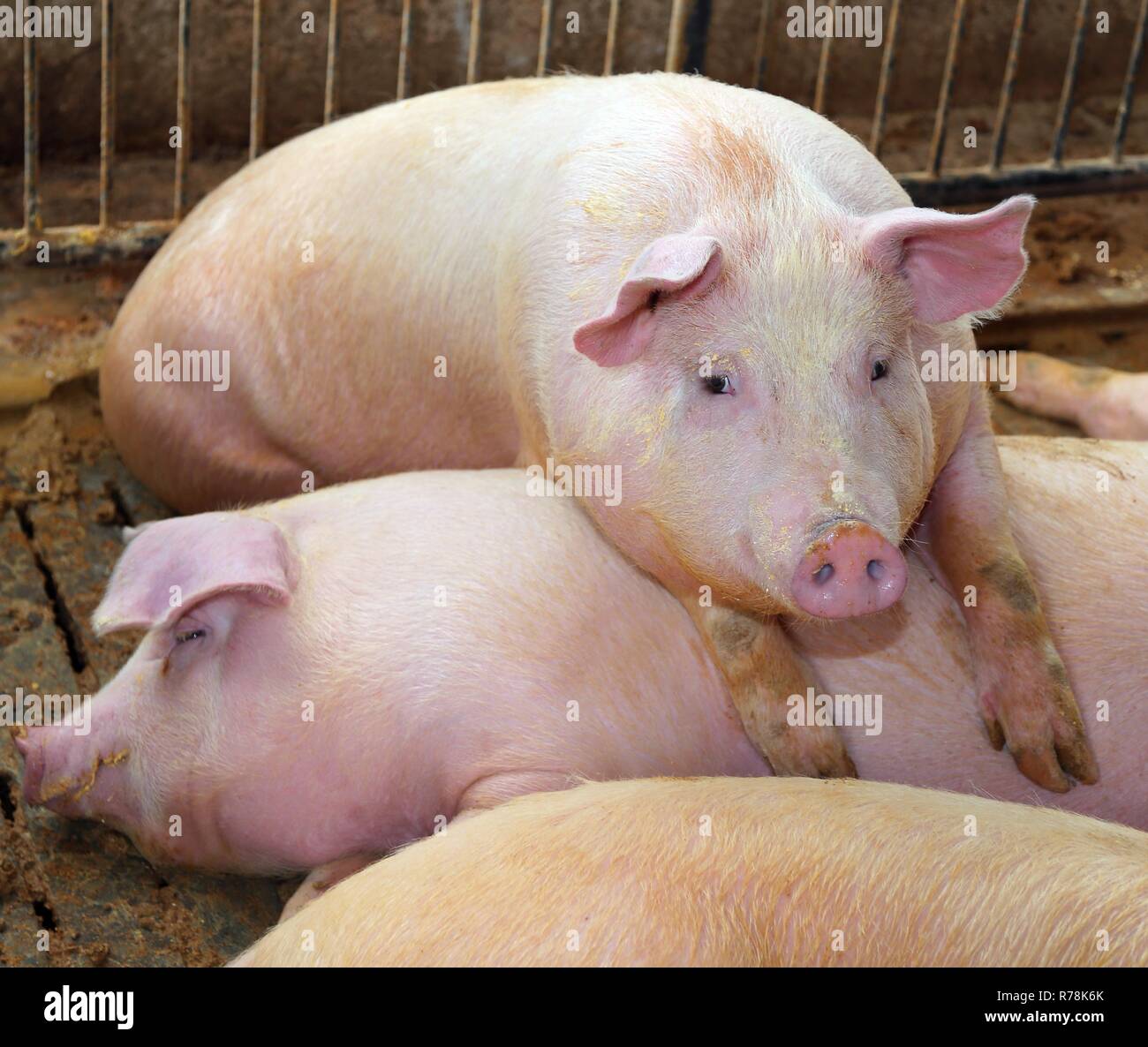 Piggeries hi-res stock photography and images - Alamy