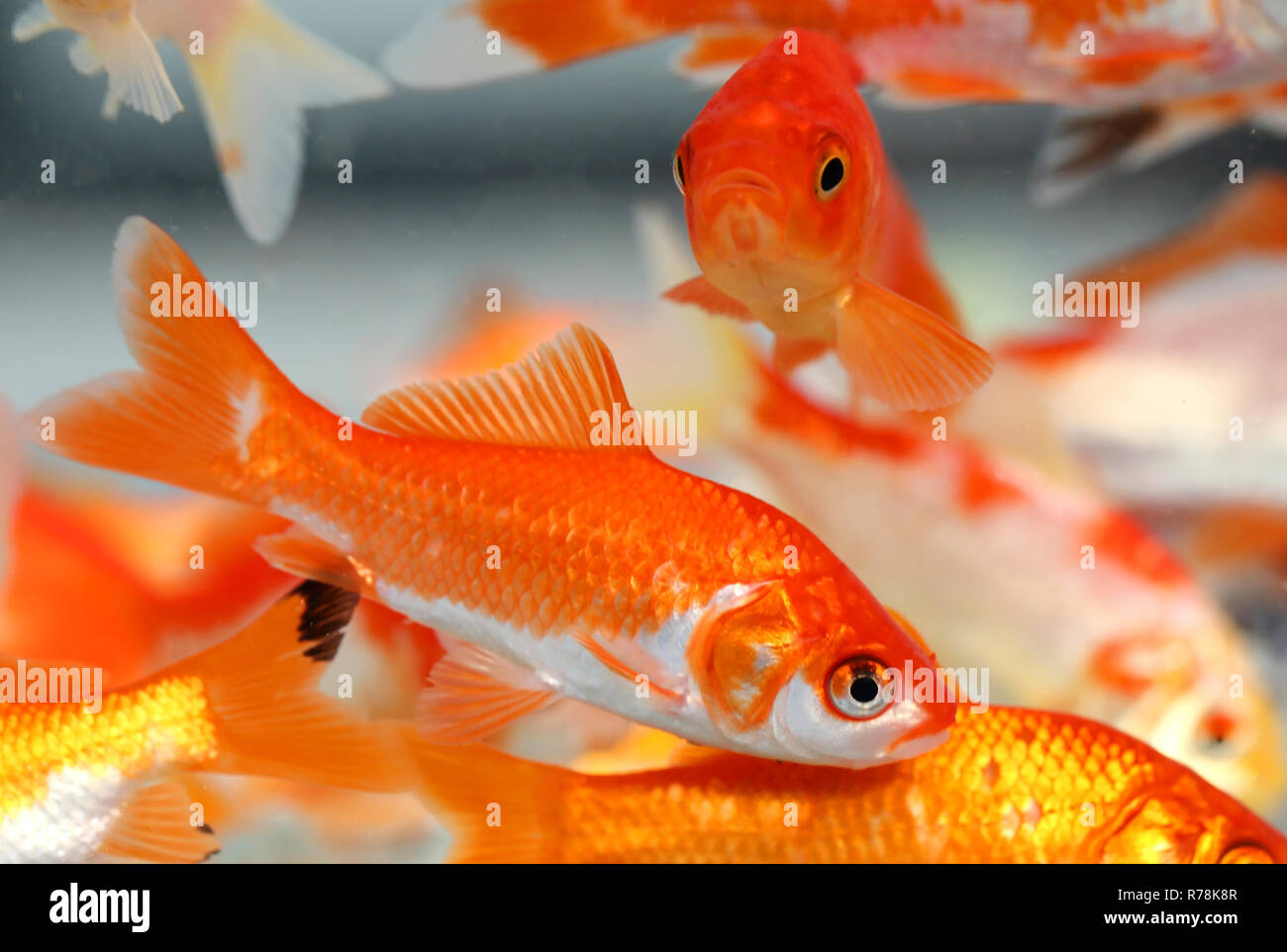 many goldfish in the aquarium of pet shop Stock Photo - Alamy