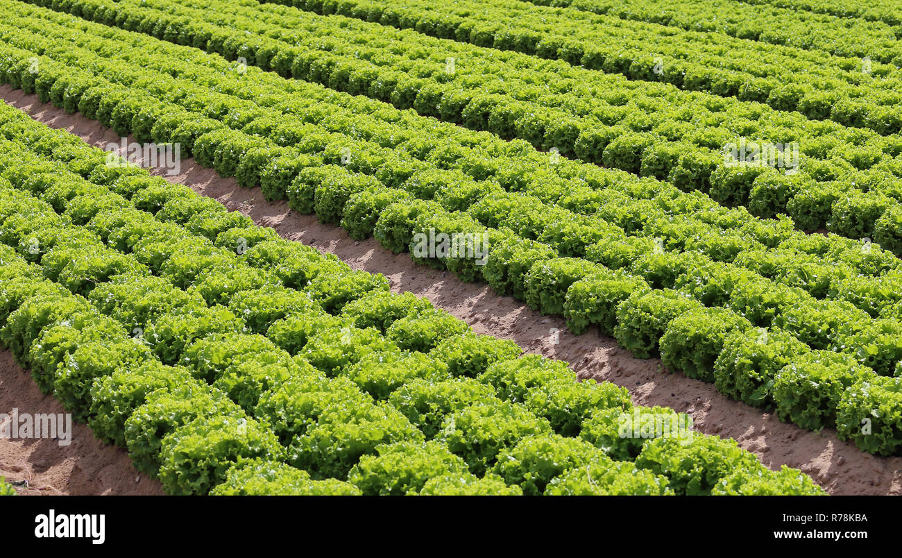 huge field of lettuce grown in summer Stock Photo - Alamy