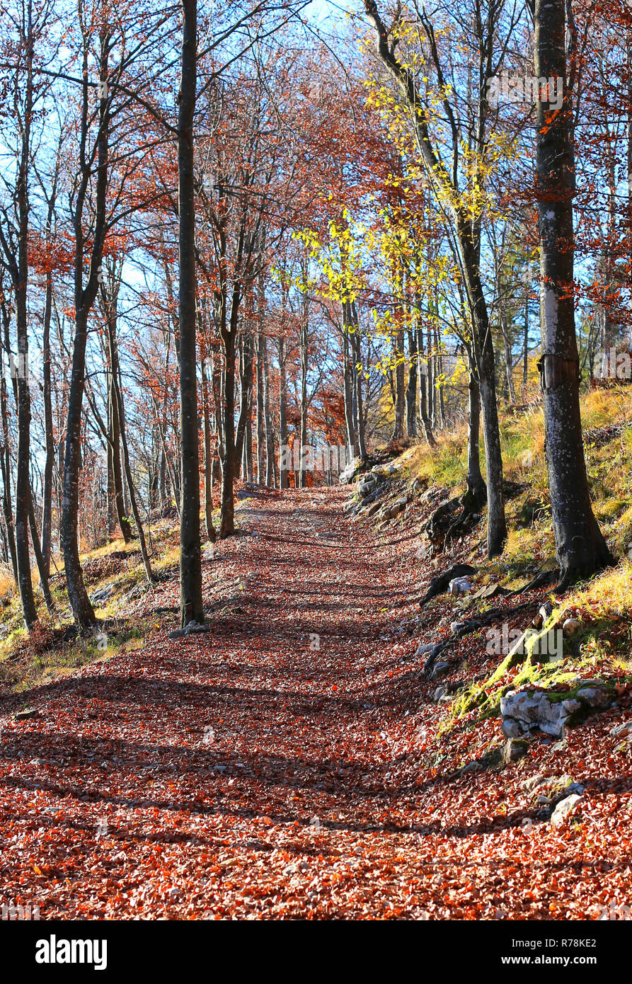 mountain path in the autumn trees with the dried leaves Stock Photo - Alamy