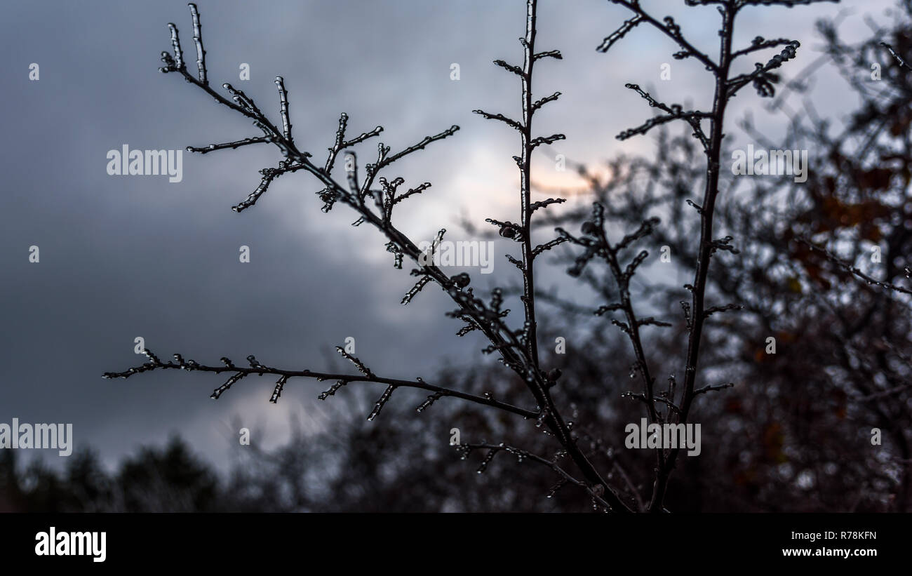 Frozen tree branch grey sky background Stock Photo - Alamy