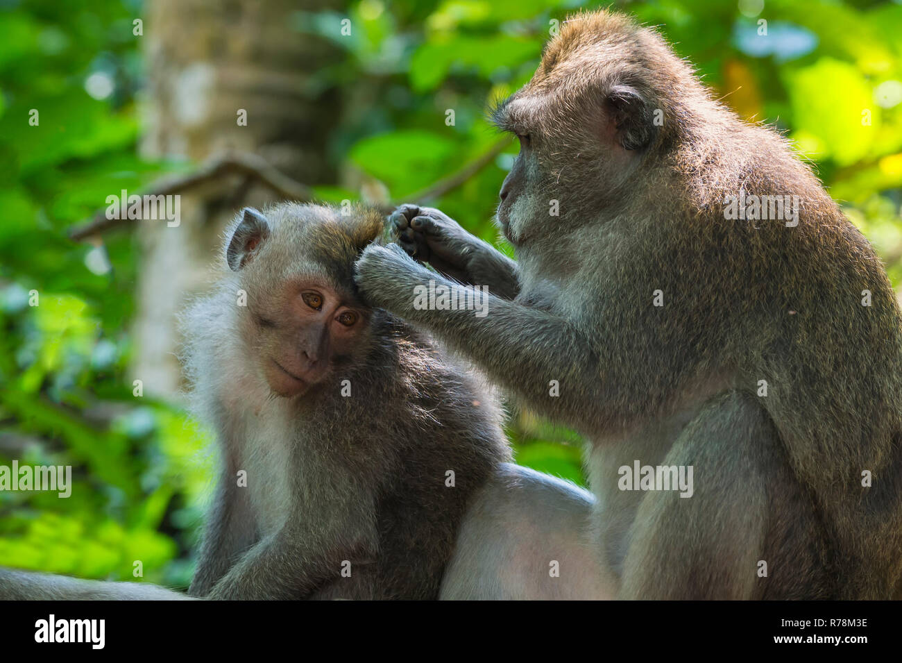 Two Long-Tailed Macaques or Crab-eating Macaques (Macaca fascicularis ...
