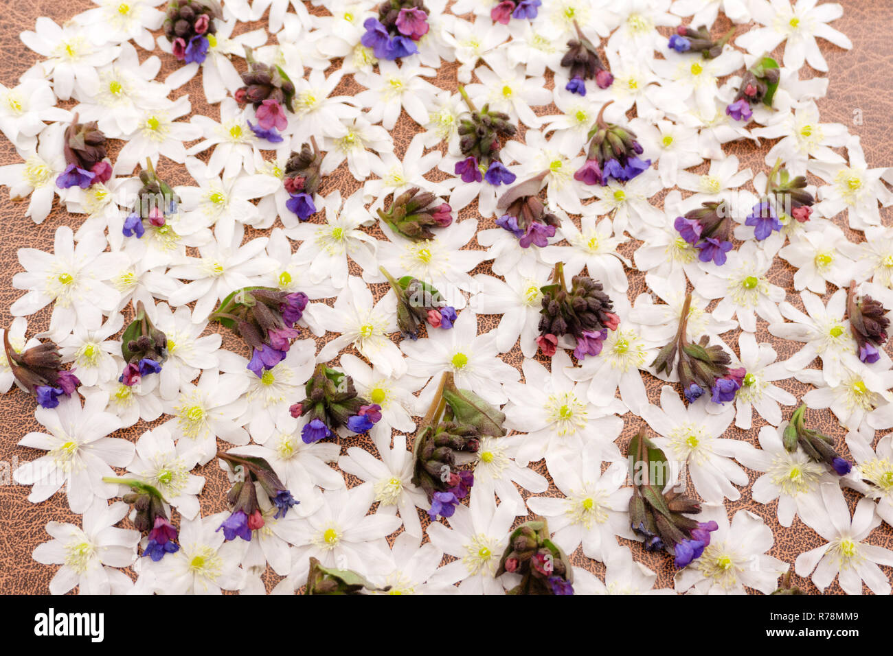 Heap of white snowdrop hi-res stock photography and images - Alamy