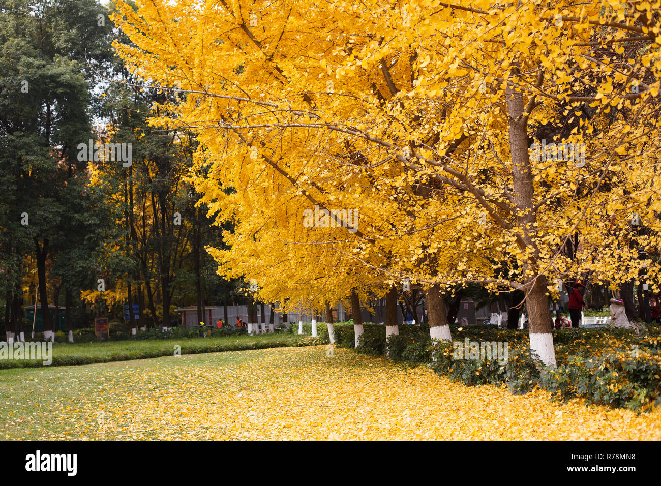 Ginkgo trees china hi-res stock photography and images - Alamy