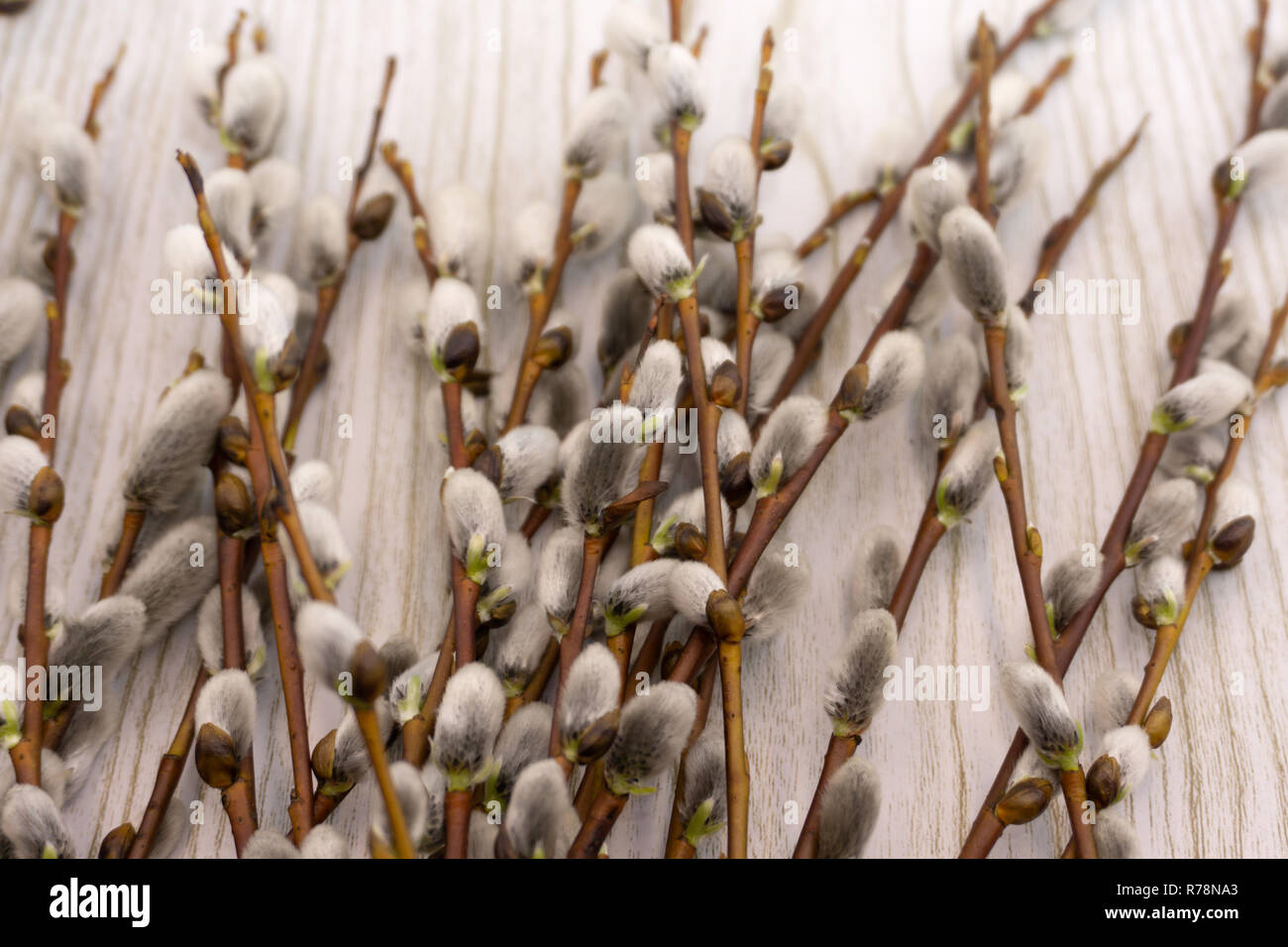 Downy willow hi-res stock photography and images - Alamy