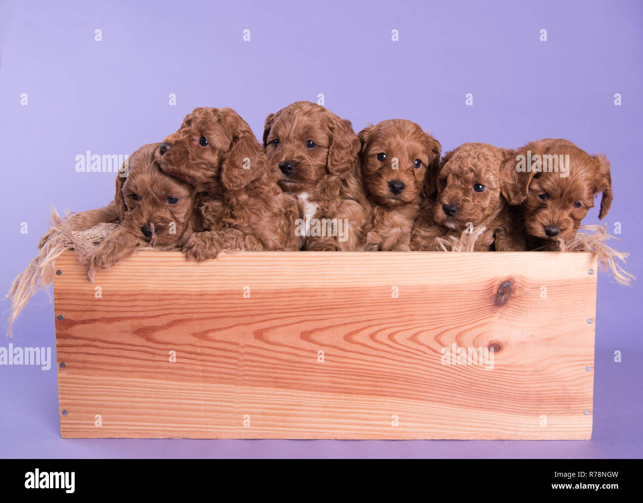 Cockapoo Puppy dog cute professional photograph Stock Photo - Alamy