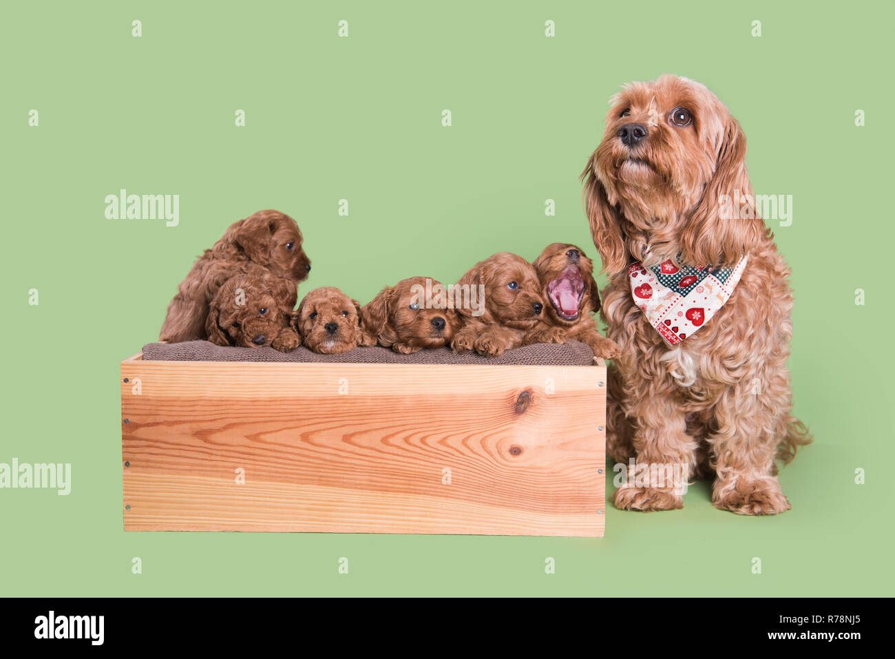 Cockapoo hi-res stock photography and images - Alamy