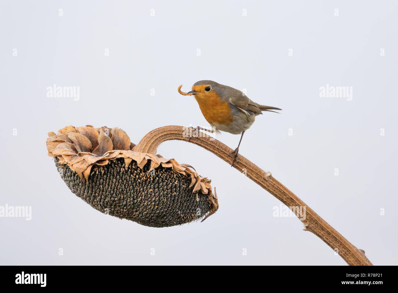 Robin sunflower seeds hi-res stock photography and images - Alamy