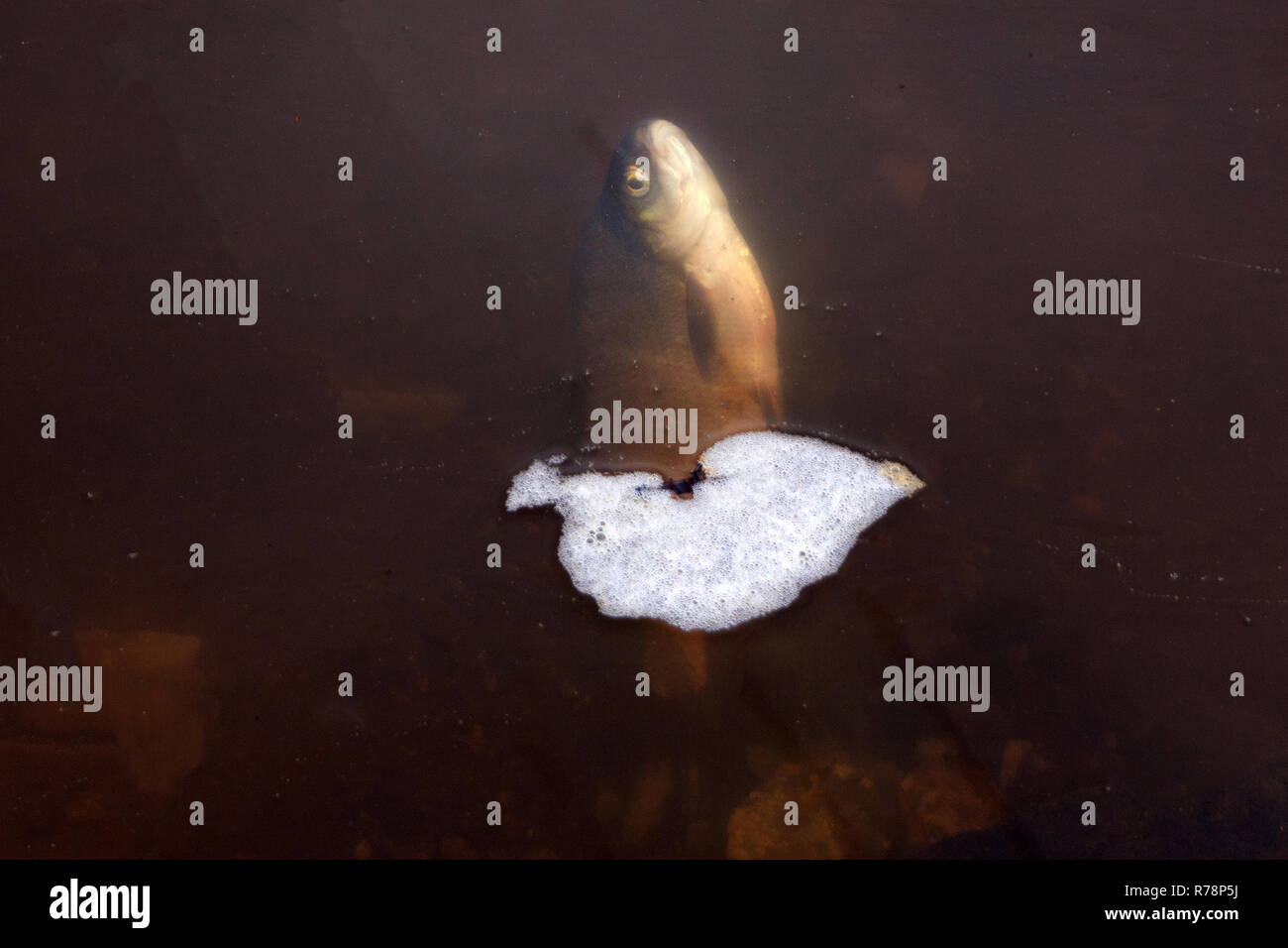 Dead fish polluted water dead freshwater fish polluted river Stock ...