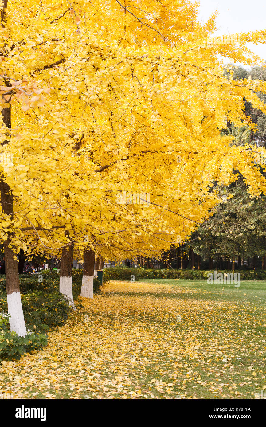 Golden autumn trees wind blowing hi-res stock photography and images ...