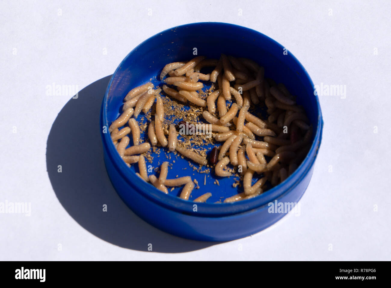 Crawling white fly larvae used for fishing . Location: on the coast of ...