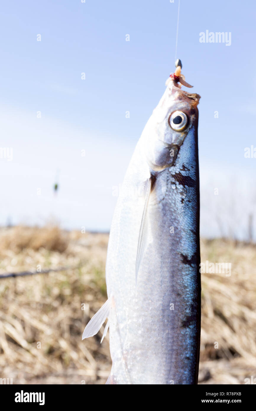 Sabrefish hi-res stock photography and images - Alamy