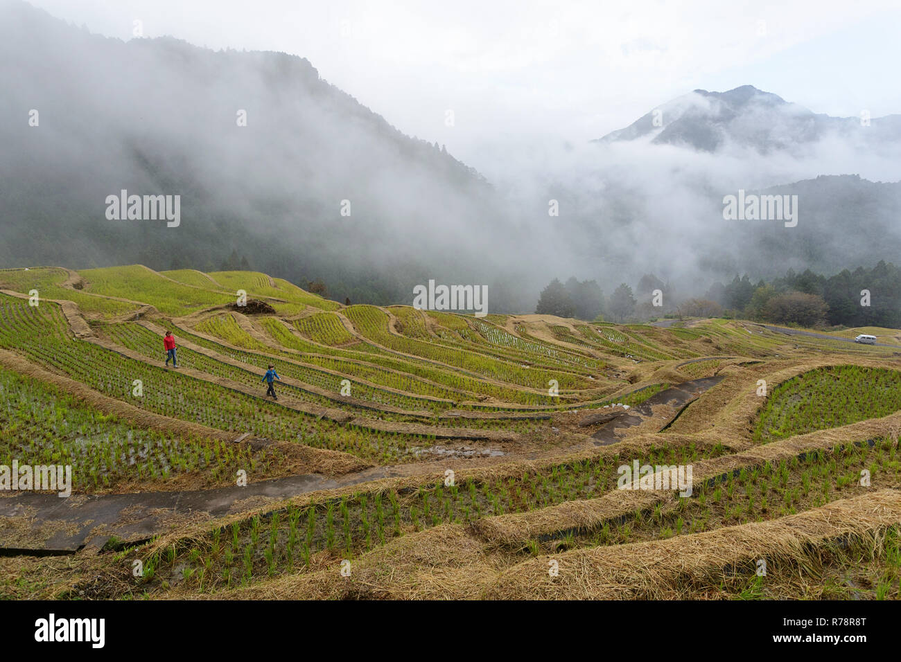 Mother and son walking at Maruyama Senmaida rice terraces in central ...