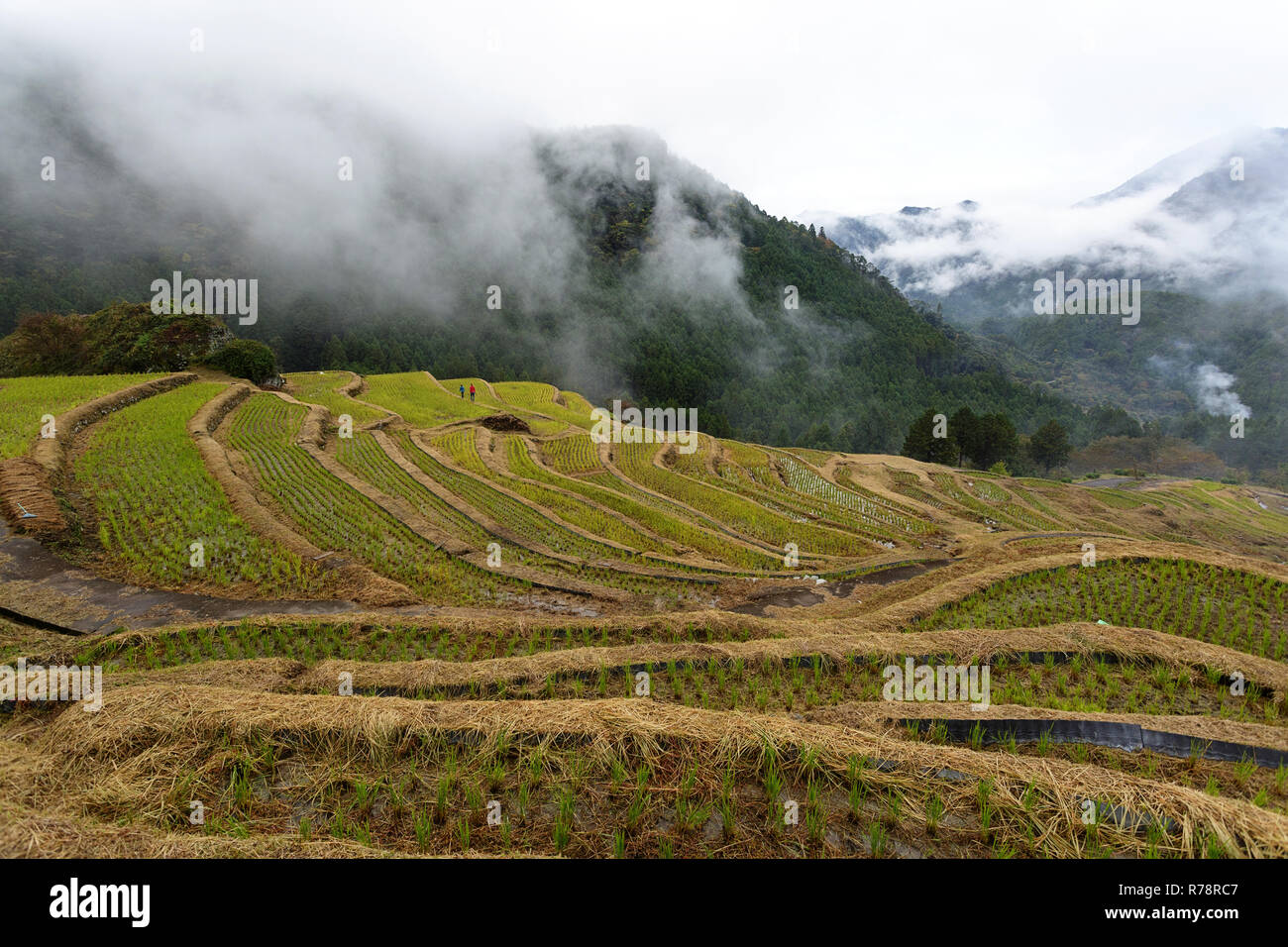 Mother and son walking at Maruyama Senmaida rice terraces in central ...