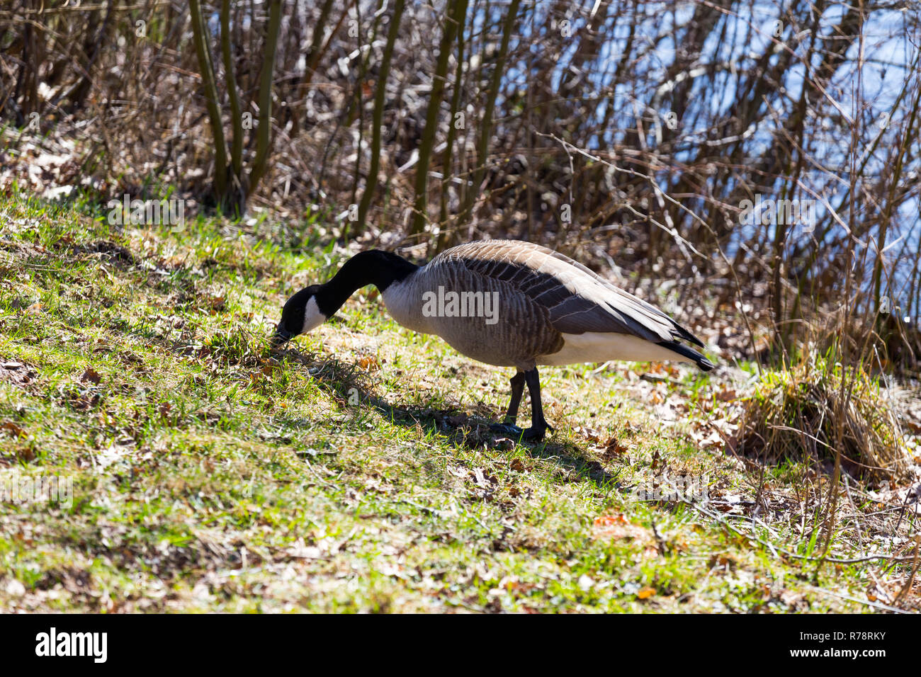 German Jump Wings High Resolution Stock Photography and Images - Alamy