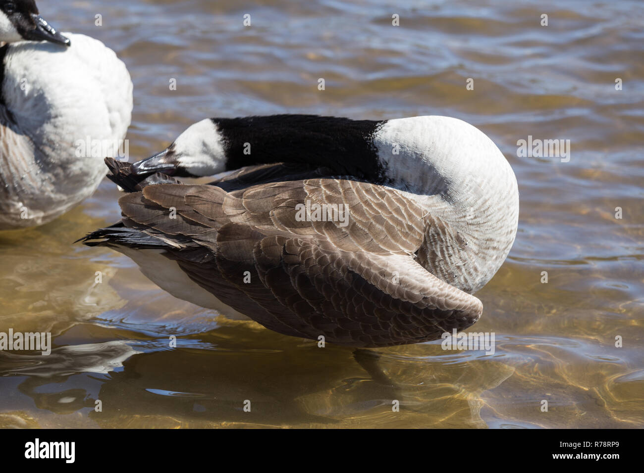 German jump wings hi-res stock photography and images - Alamy