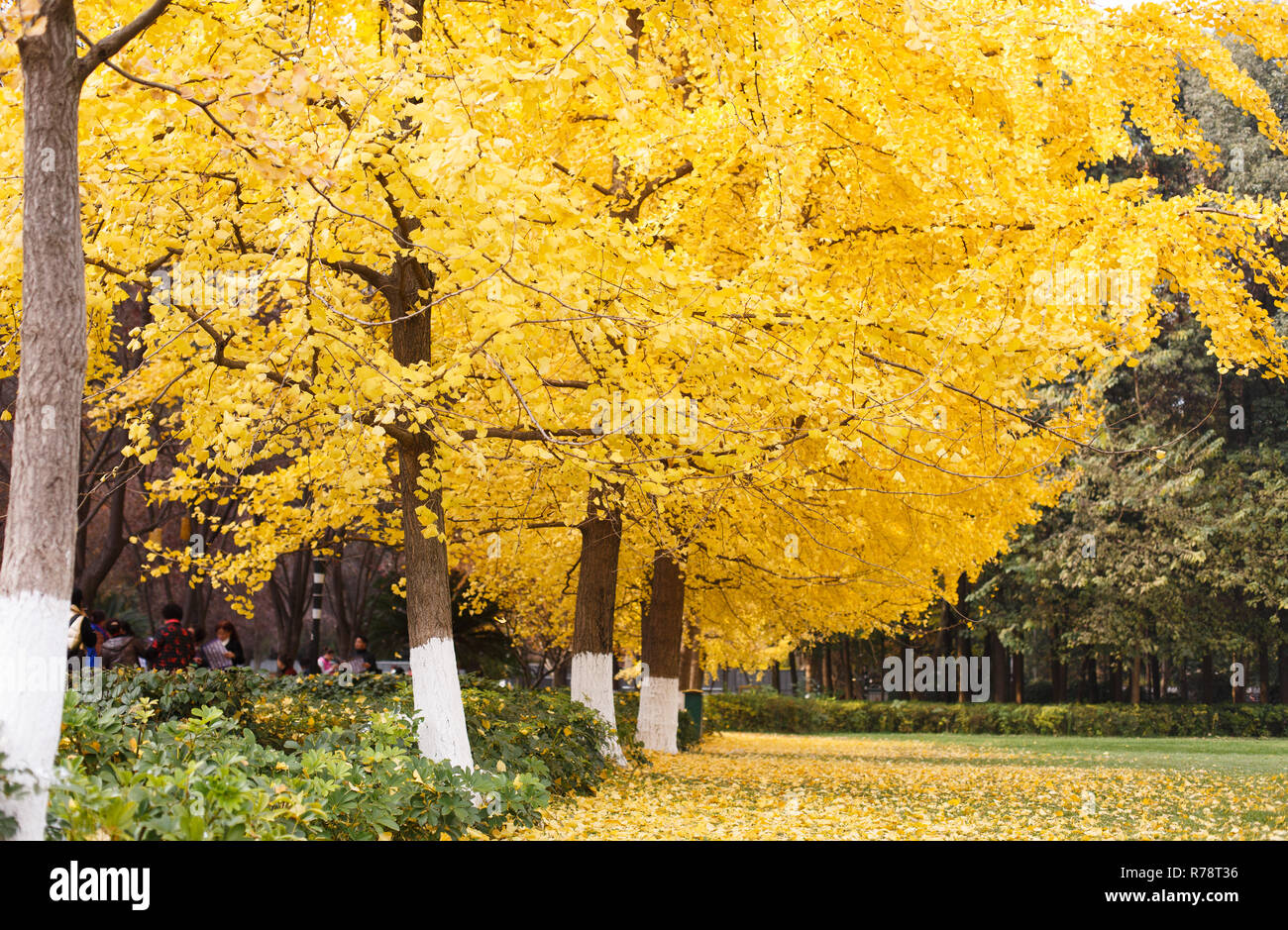 Golden autumn trees wind blowing hi-res stock photography and images - Alamy