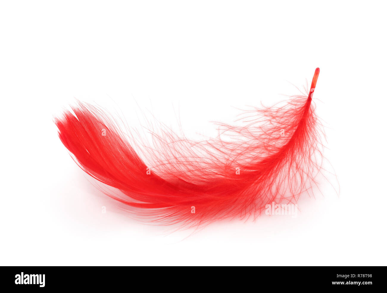 Red feather on white background Stock Photo - Alamy