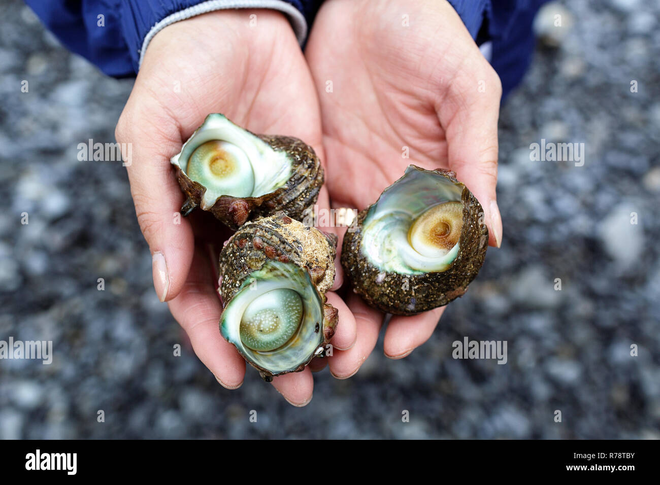 Eating Ama diver's daily catch, sea shells in hands, Mie, Japan Stock ...