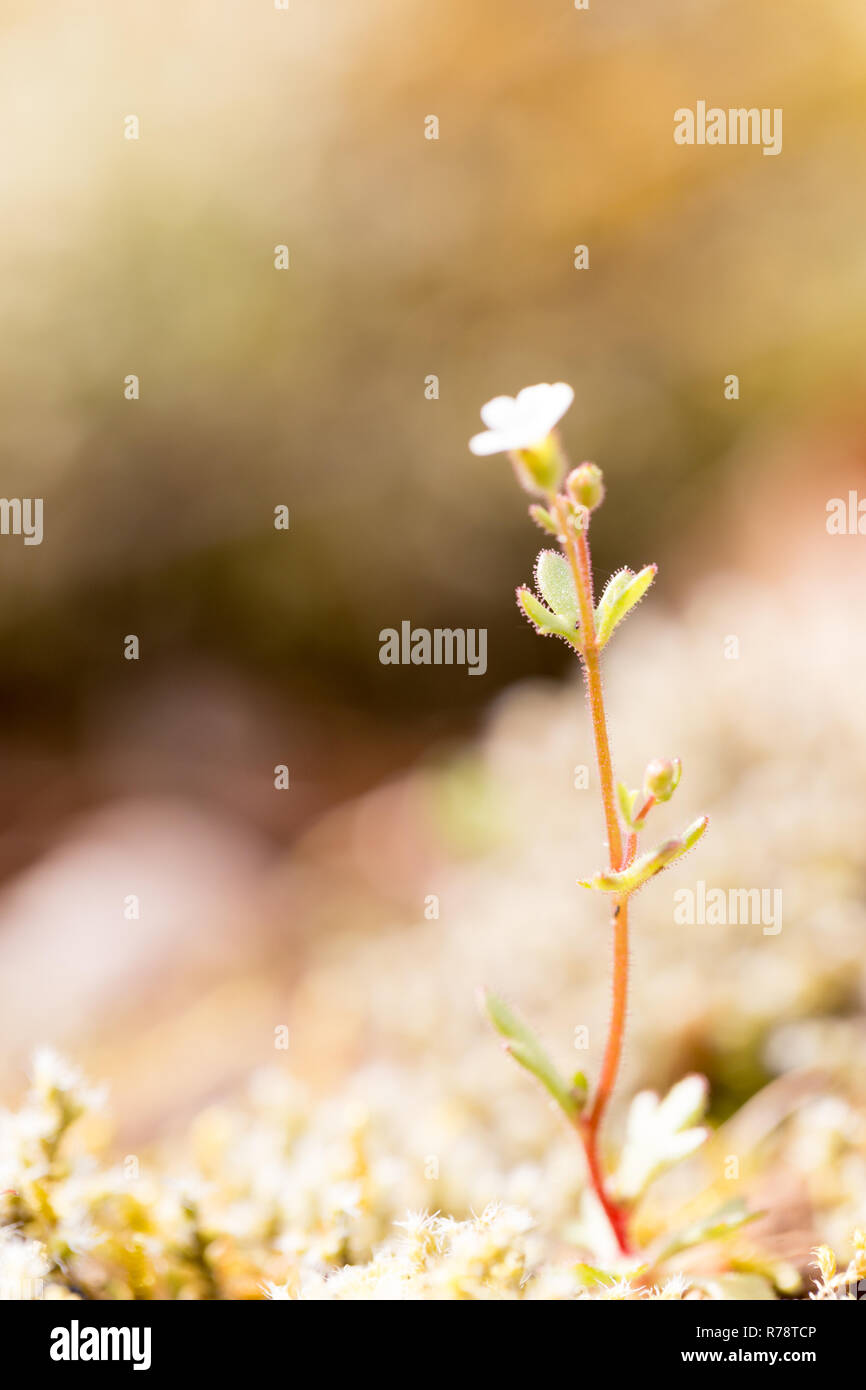 Grass erea hi-res stock photography and images - Alamy