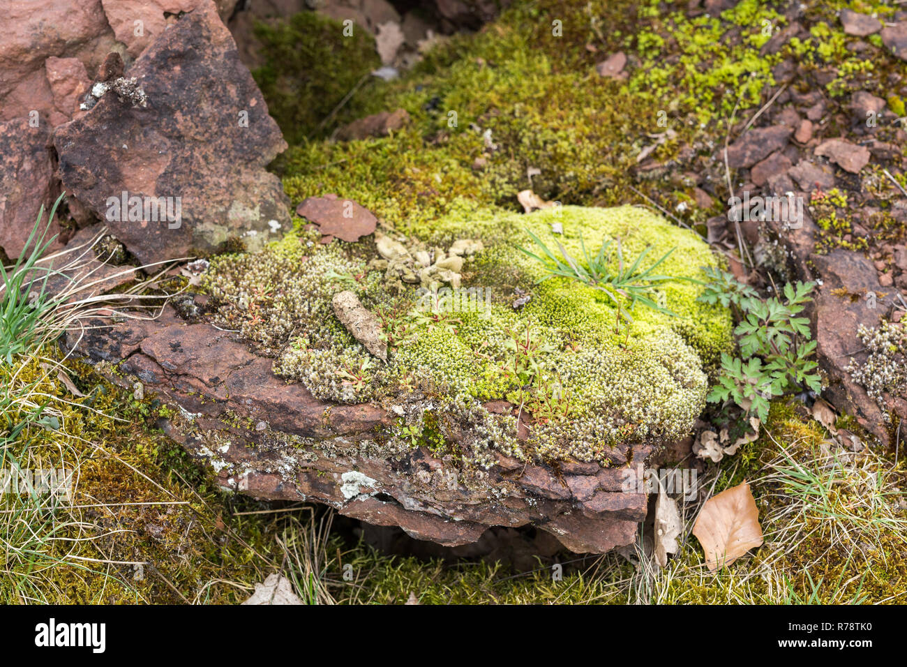 Grass erea hi-res stock photography and images - Alamy