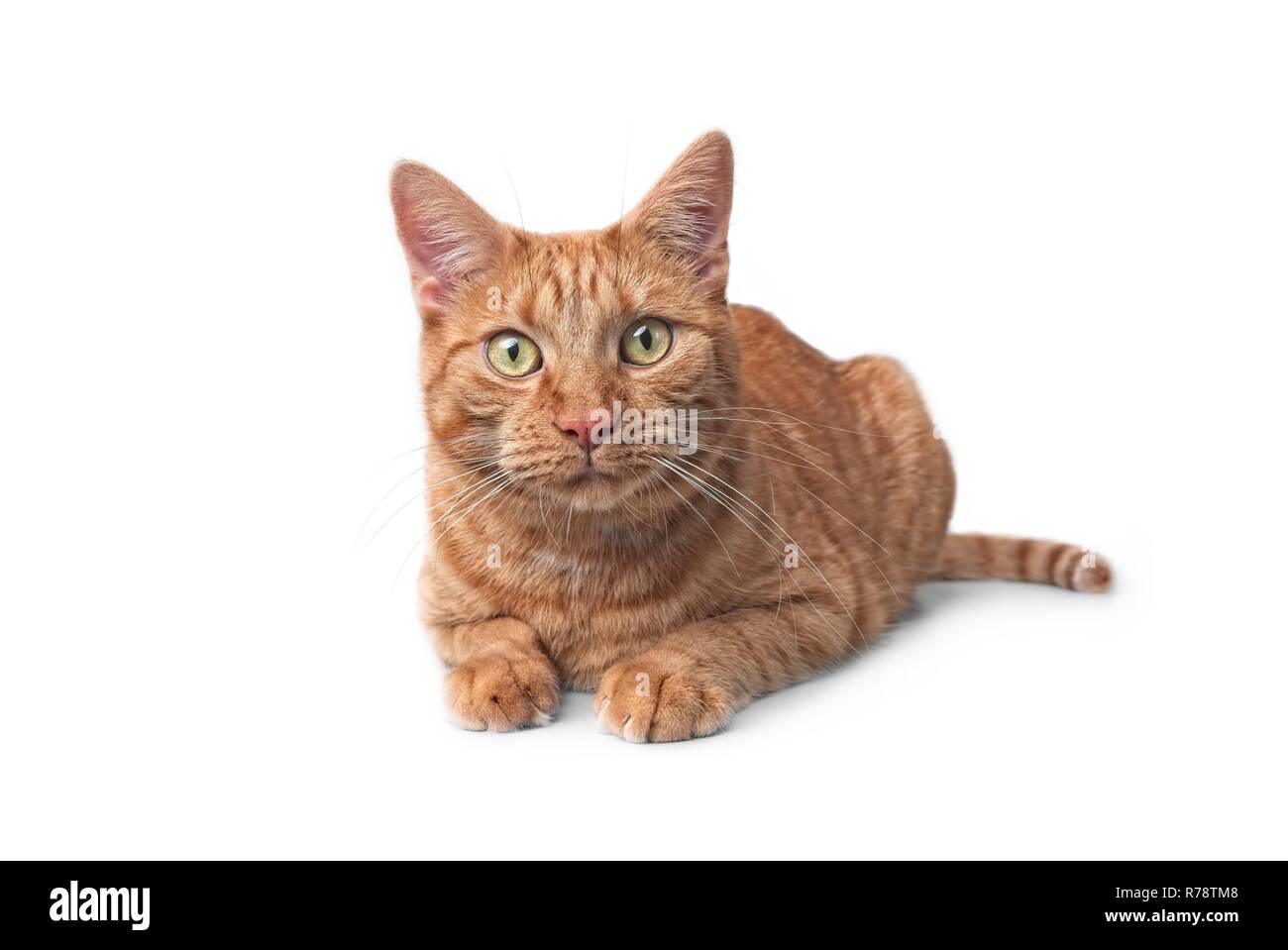 Ginger cat laying down Cut Out Stock Images & Pictures - Alamy