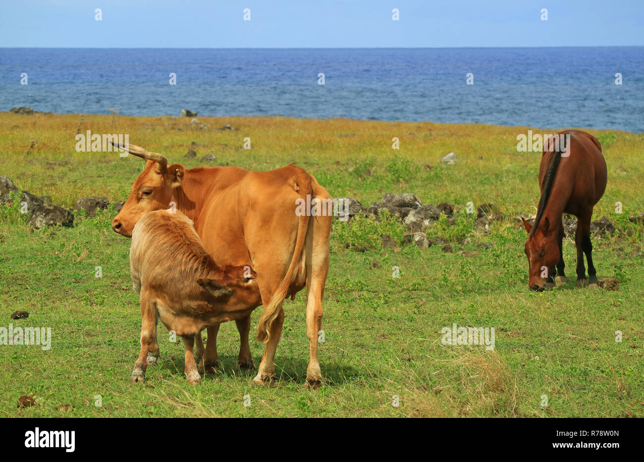 Baby cows drinking mother cow's milk at seaside near Ahu Tongariki on ...