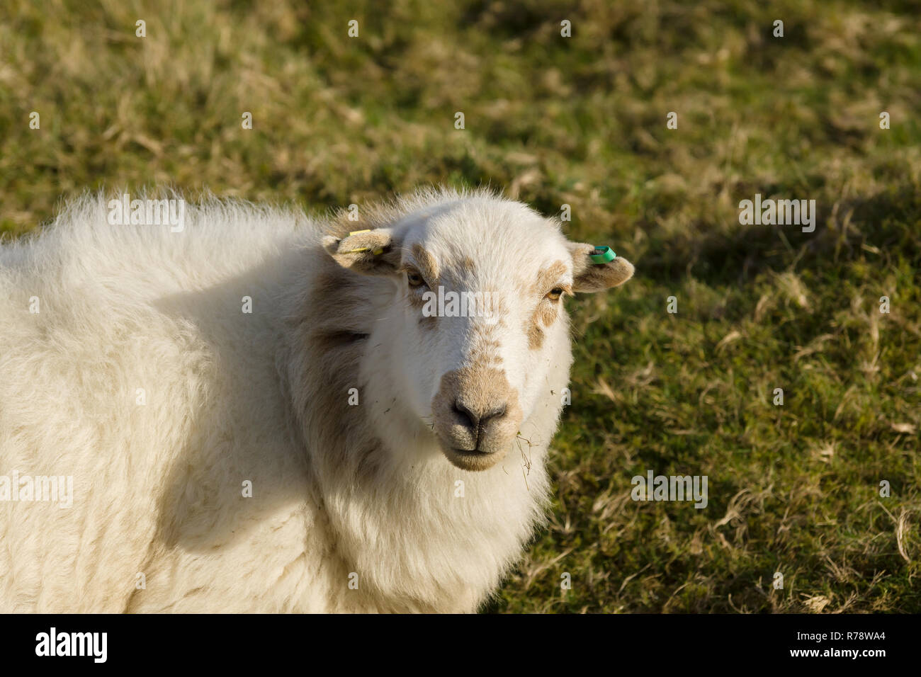 Welsh mountain sheep in upland pasture a hardy breed suited to the ...
