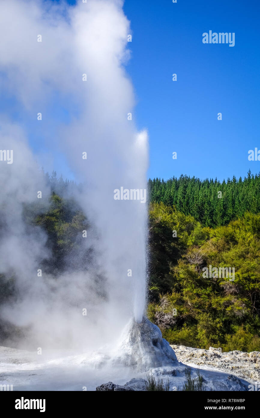 Geysers in new zealand hi-res stock photography and images - Alamy