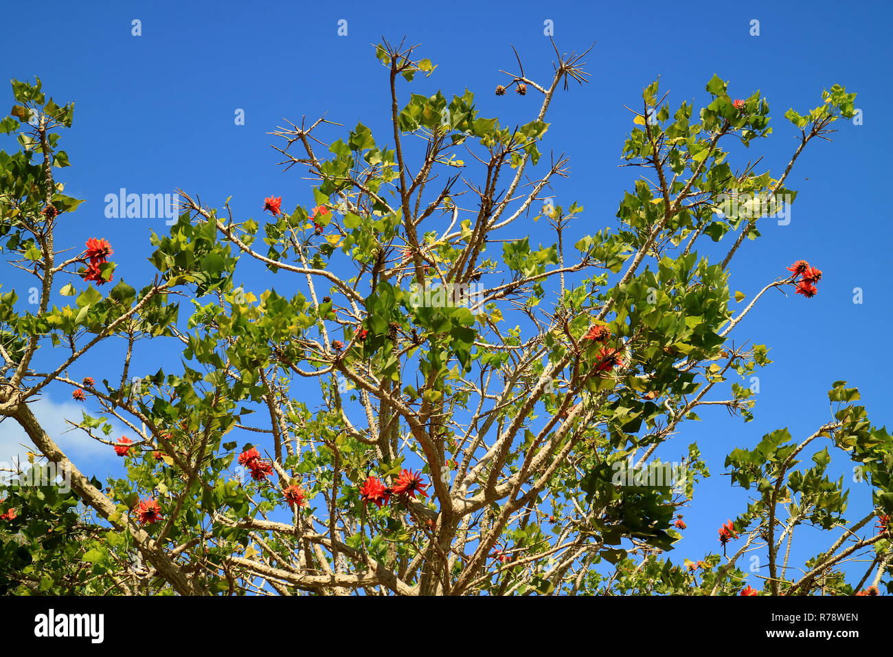 Flowering Coast Coral Tree with Orange Color Flowers against Vivid Blue ...