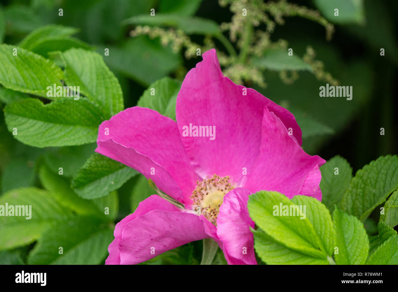 Sweet briar rose hedge hi-res stock photography and images - Alamy