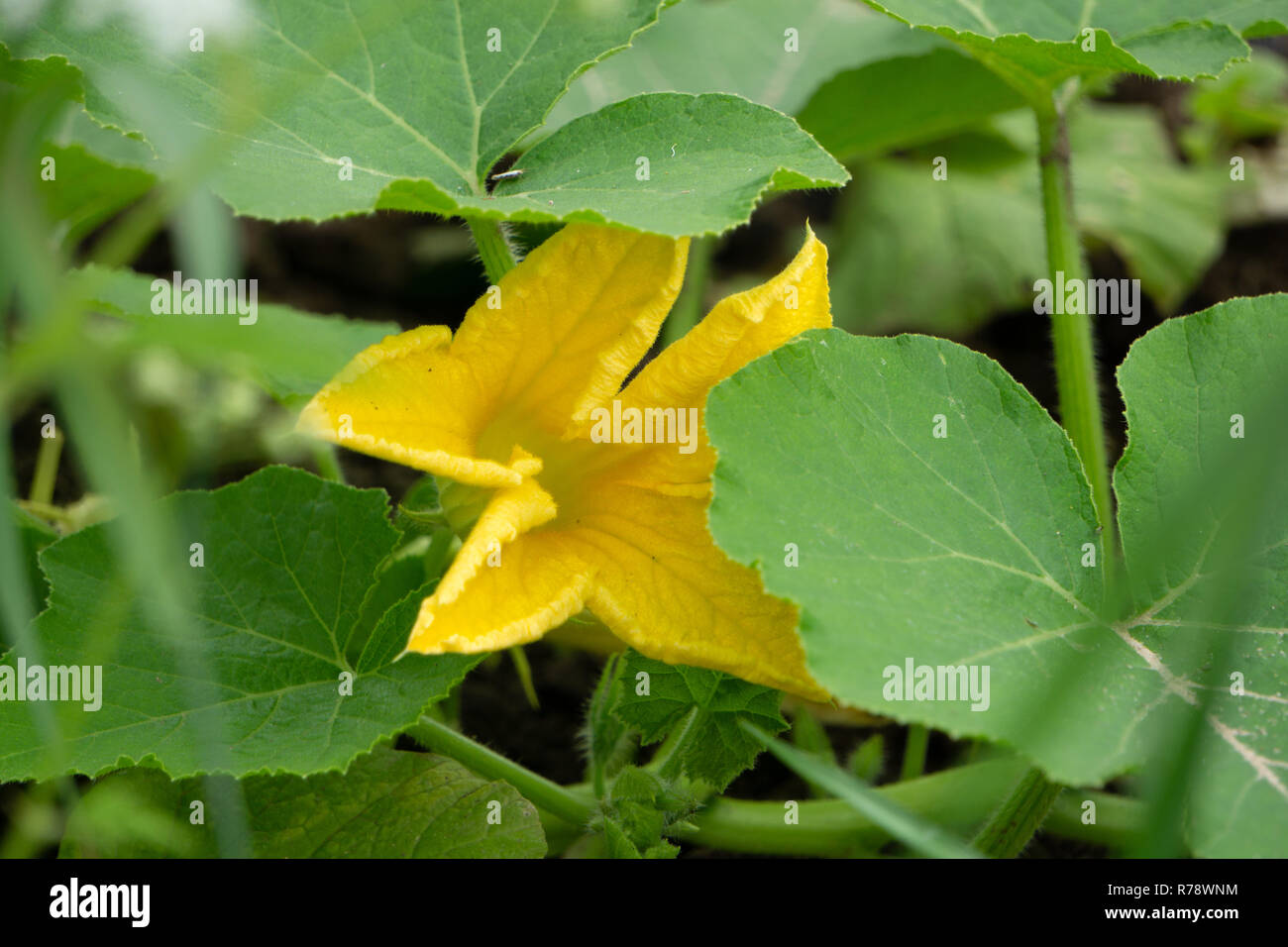 Honey Bee Collecting Pollen of Squash Flower Stock Photo - Alamy