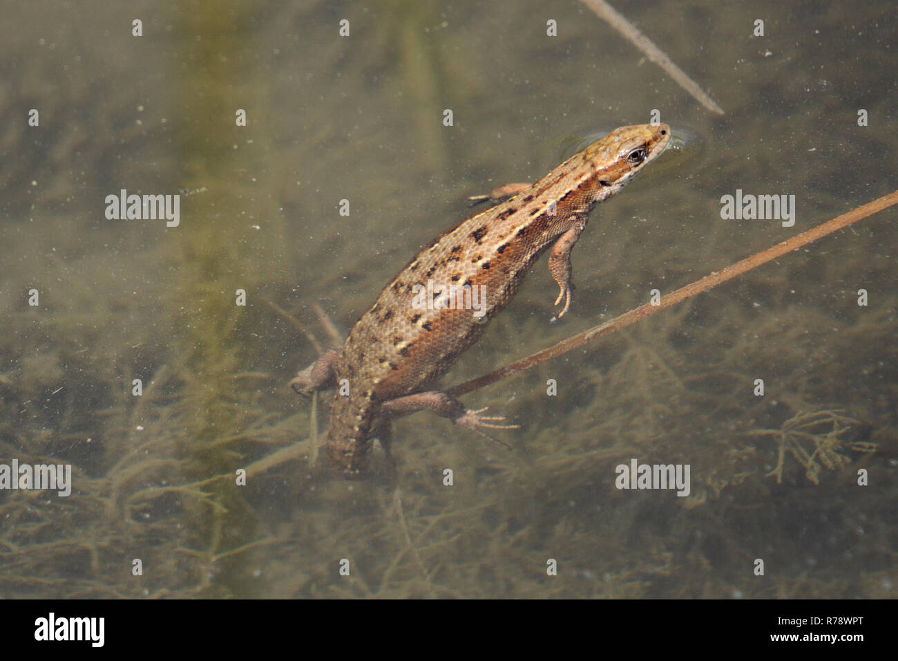 Lizards in asian countries hi-res stock photography and images - Alamy