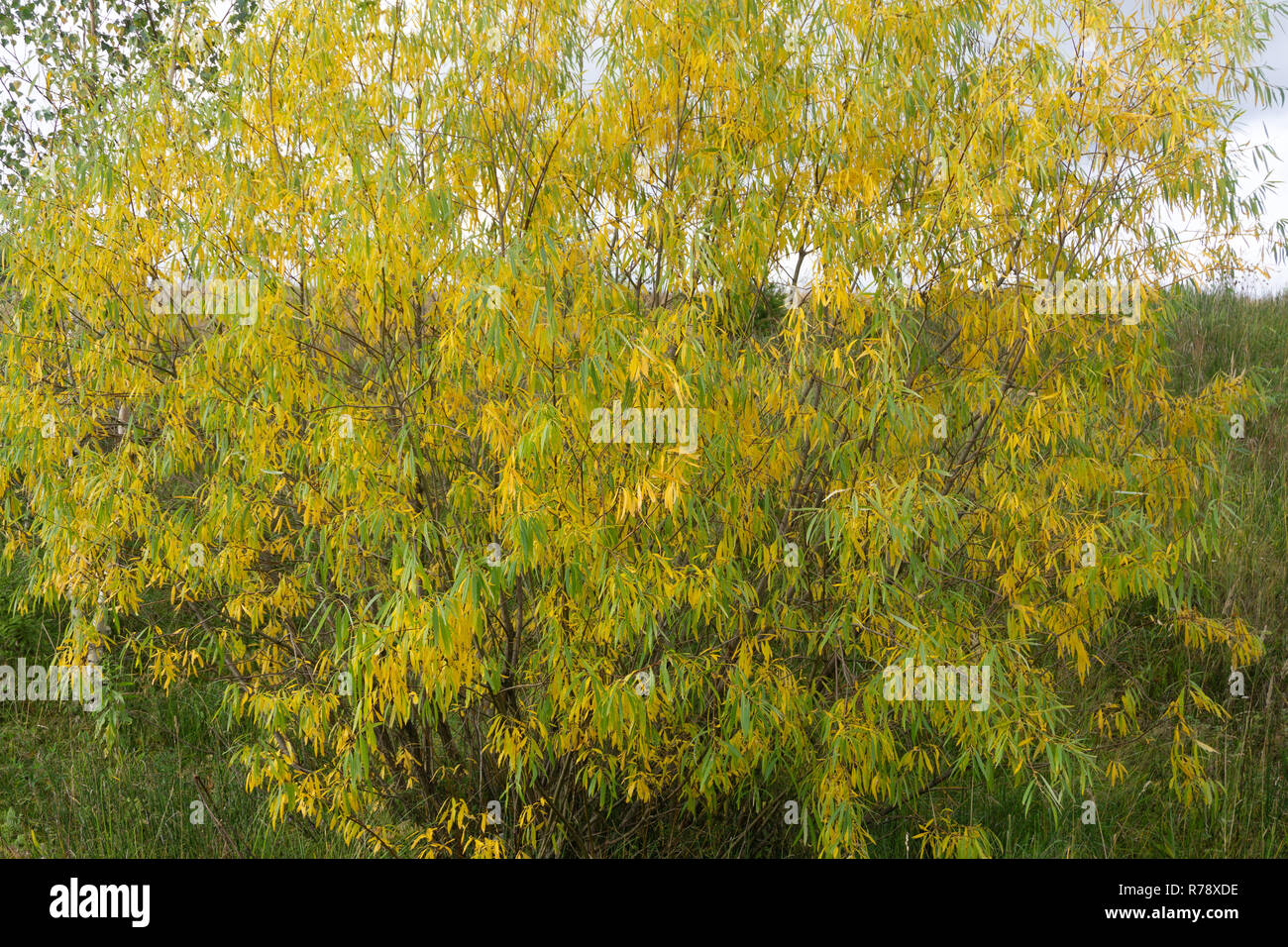 Stand of changing yellow Aspen tree in front of dark green pine trees ...