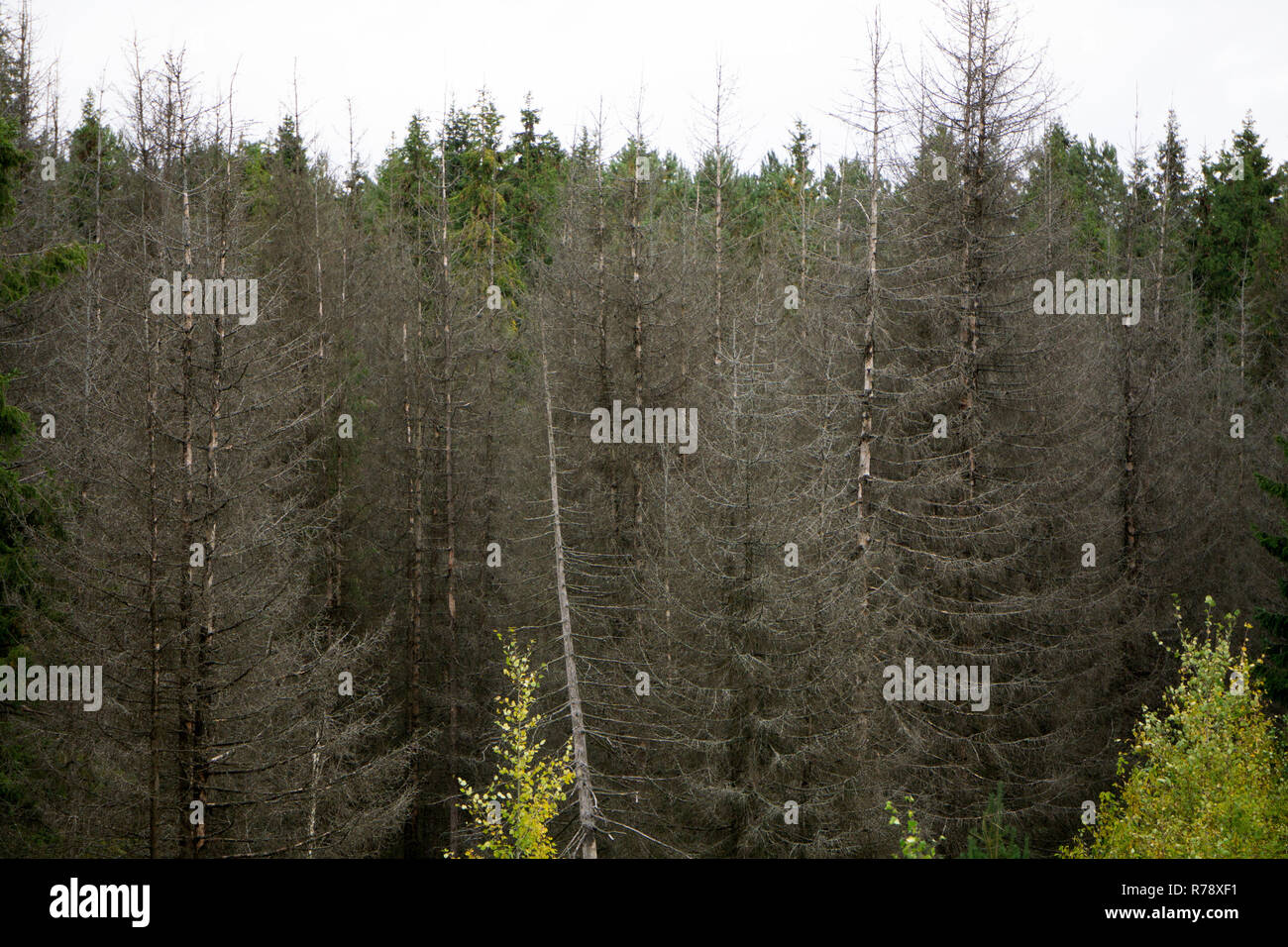 Dry spruce branches Background of gray dead trees Pattern Stock Photo ...