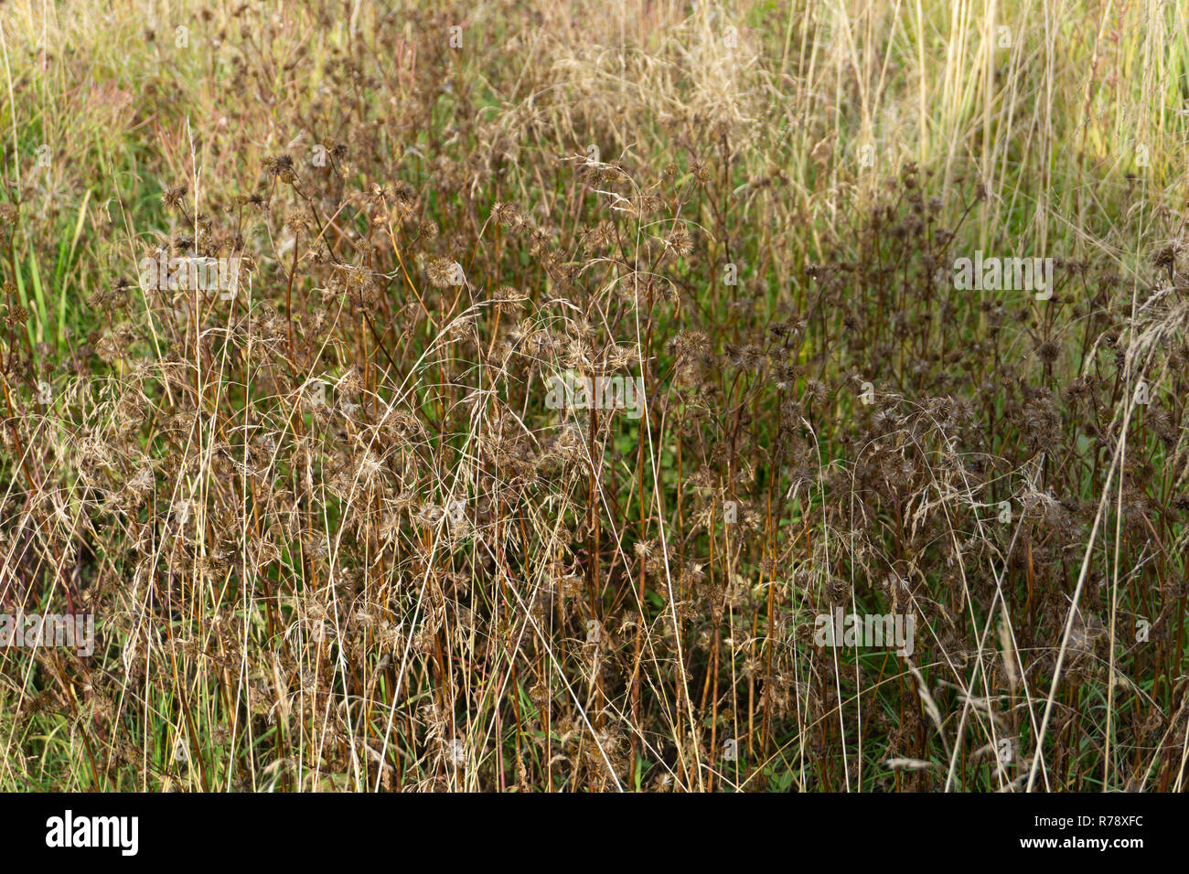 Simple minimal winter landscape hi-res stock photography and images - Alamy