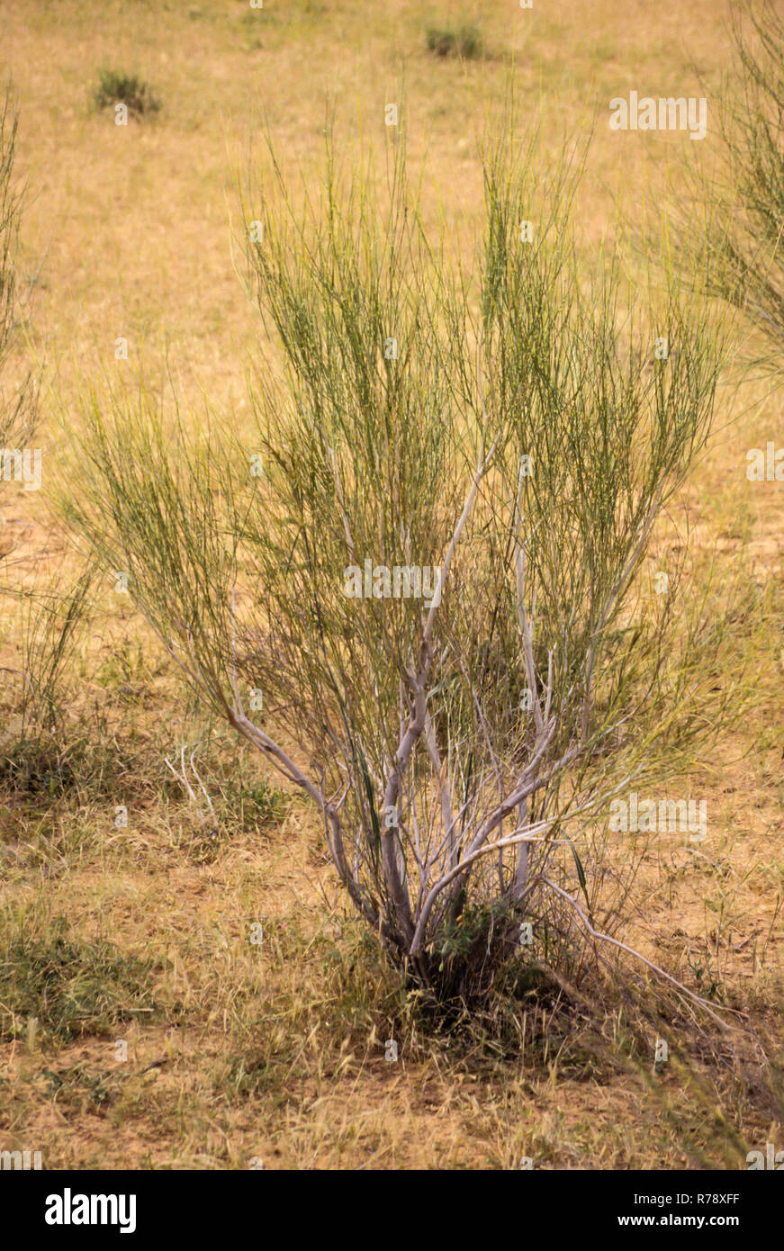 Goure, Niger. Plant for Stabilizing Sand Dunes, Laeptedania ...