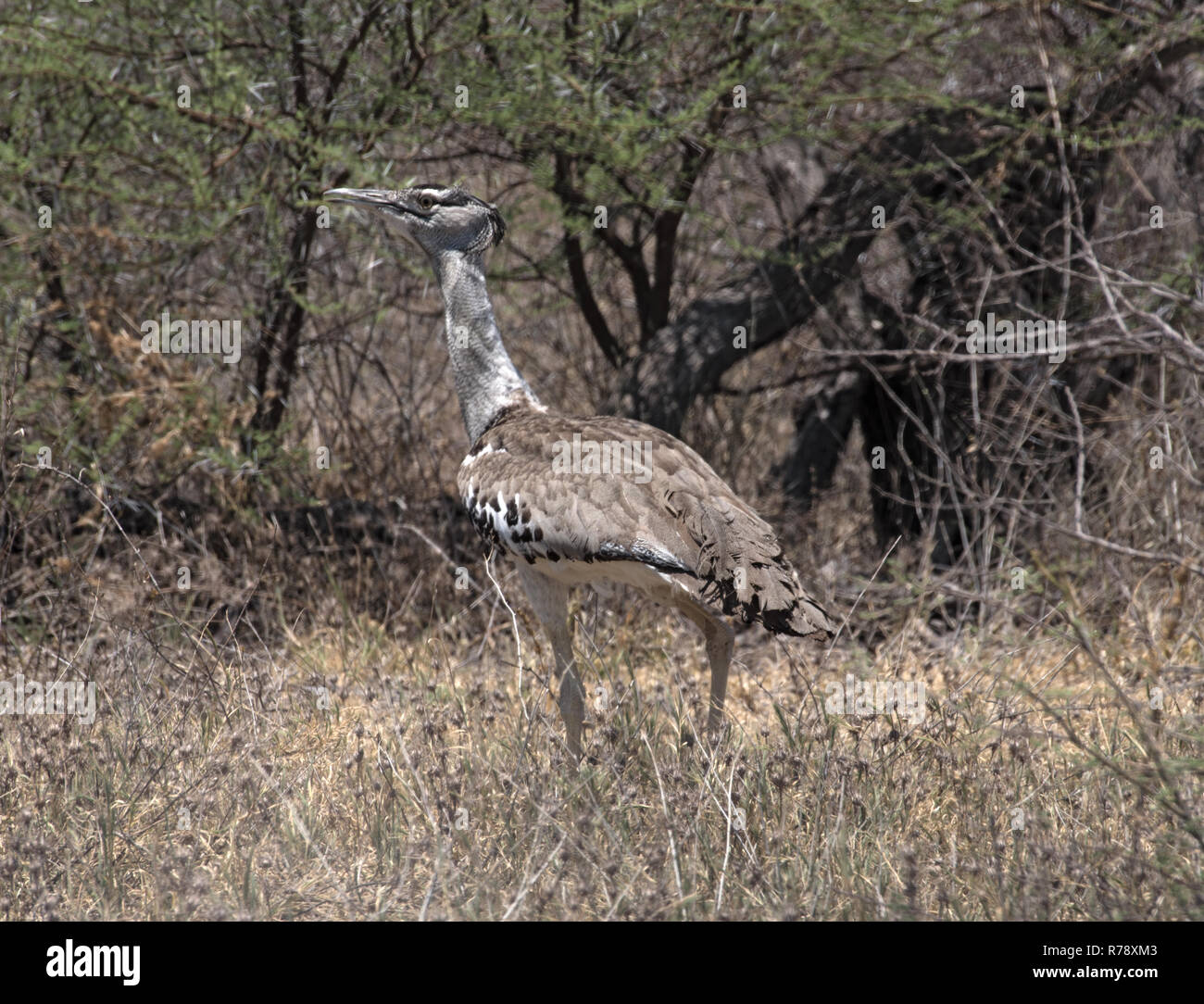 African kori bustard bird hi-res stock photography and images - Alamy