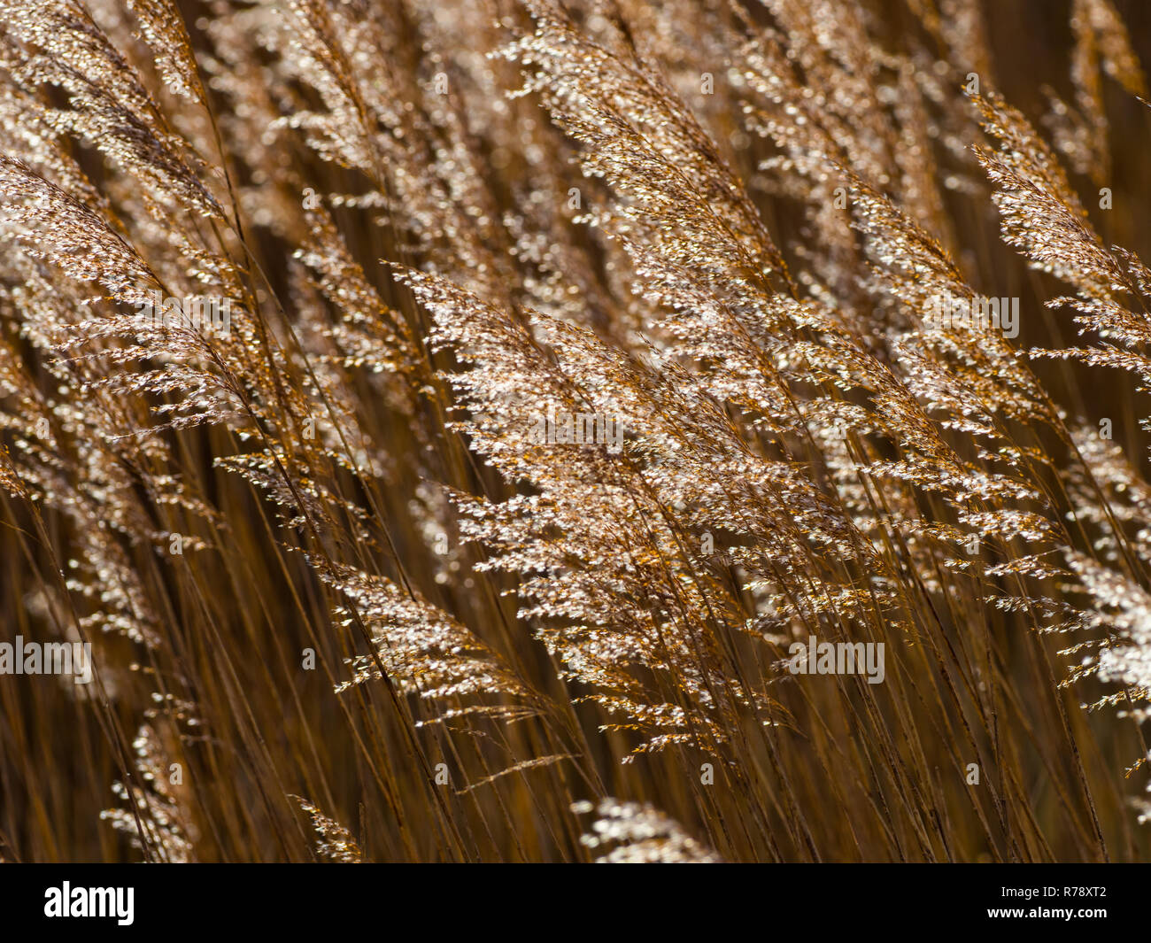 Grass Reeds in Golden Light Stock Photo - Alamy