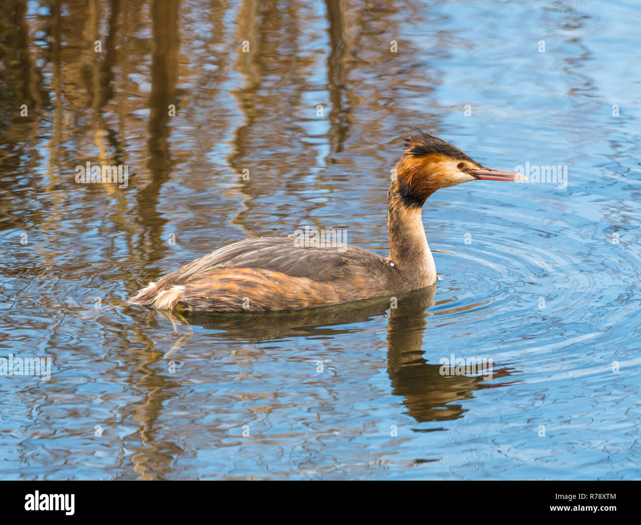 Great Crested Grebe swimming on lake Stock Photo - Alamy