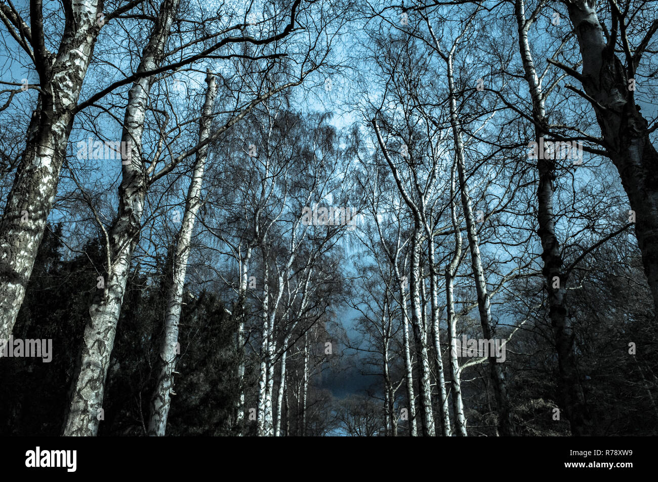 Pale trees hi-res stock photography and images - Alamy