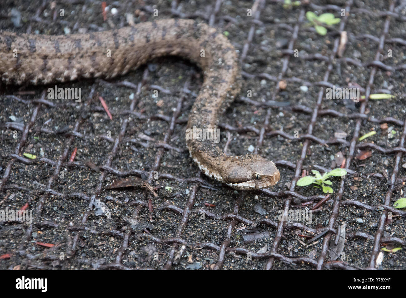 Vipera aspis viper snake reptile hi-res stock photography and images ...