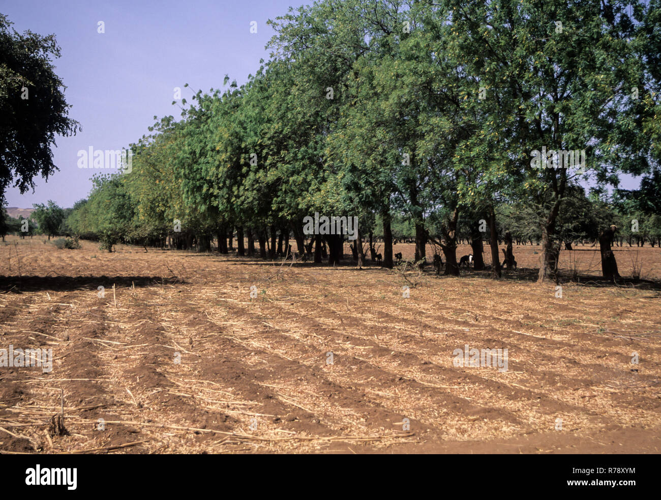 Trees planted niger hi-res stock photography and images - Alamy