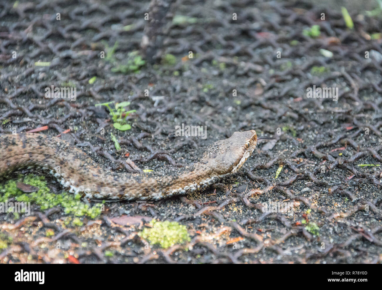 Vipera aspis viper snake reptile hi-res stock photography and images ...